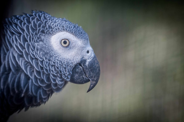 Le Gris du Gabon en annexe 1 de la convention de la CITES - Parrot ...