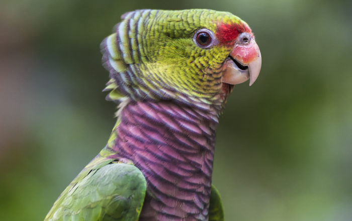 Accueil - Parrot Wildlife Foundation