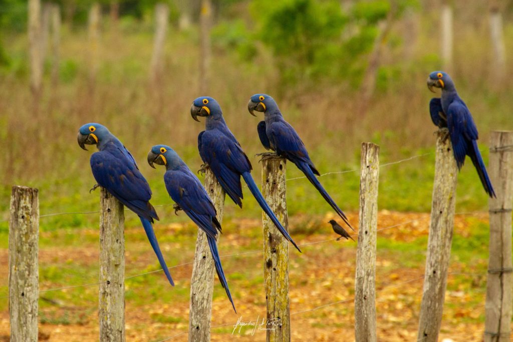 Les différentes espèces de aras que nous soutenons - Parrot Wildlife ...