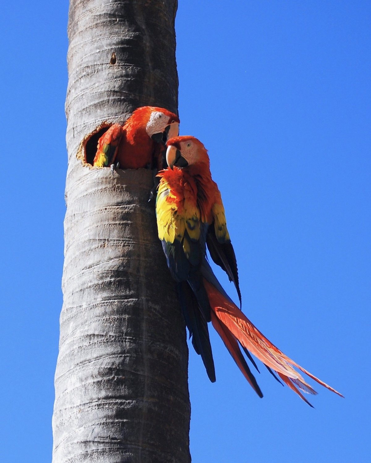 La reproduction des Psittaciformes - Parrot Wildlife Foundation