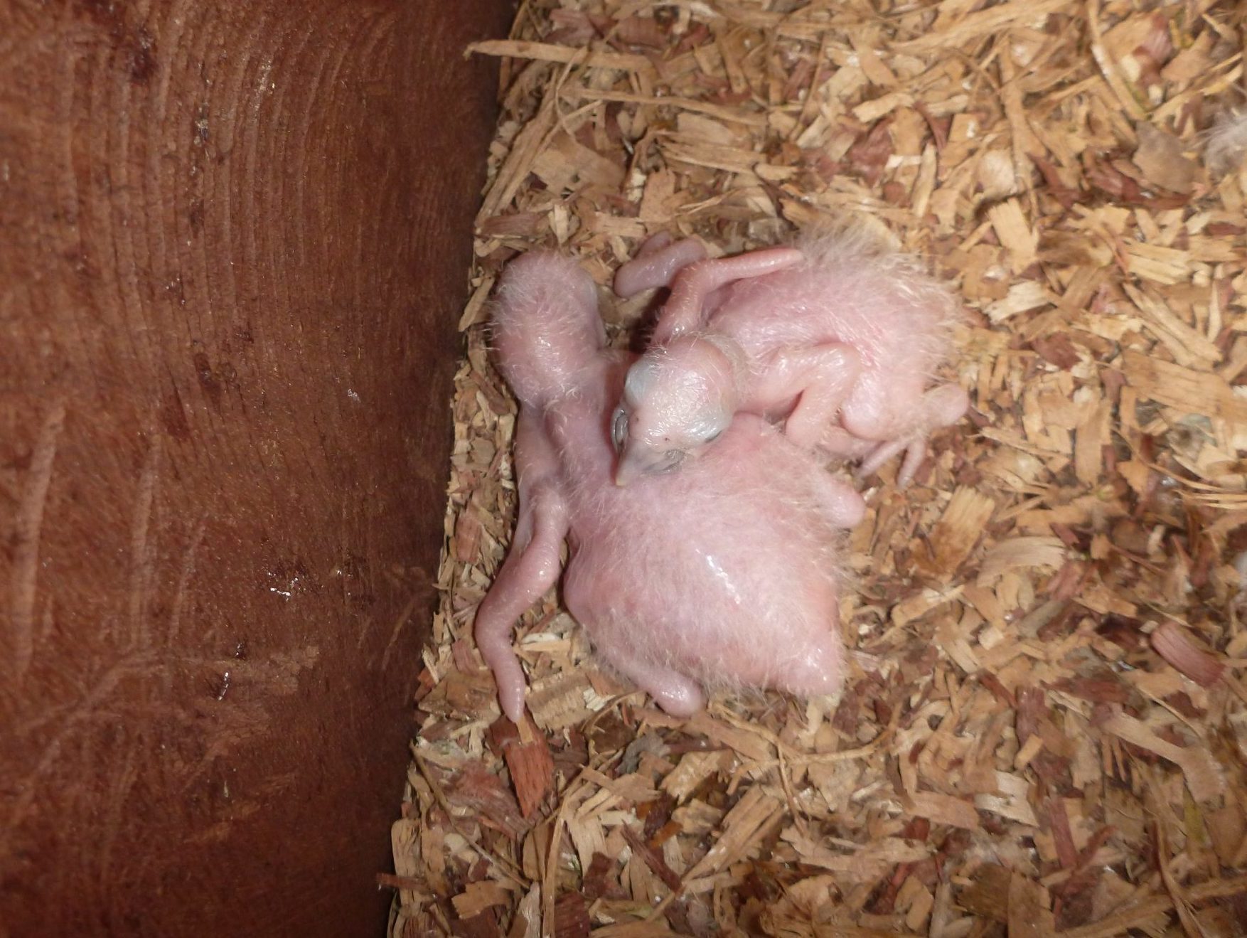 La reproduction des Psittaciformes - Parrot Wildlife Foundation