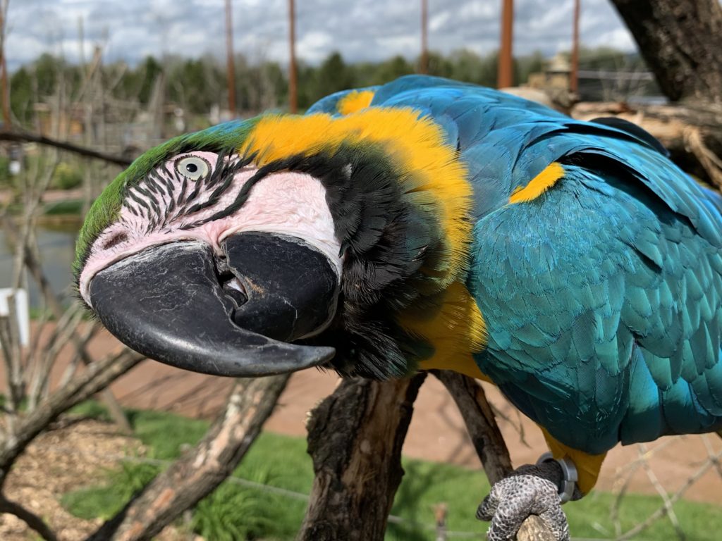 Des nouvelles de Diego le ara - Parrot Wildlife Foundation