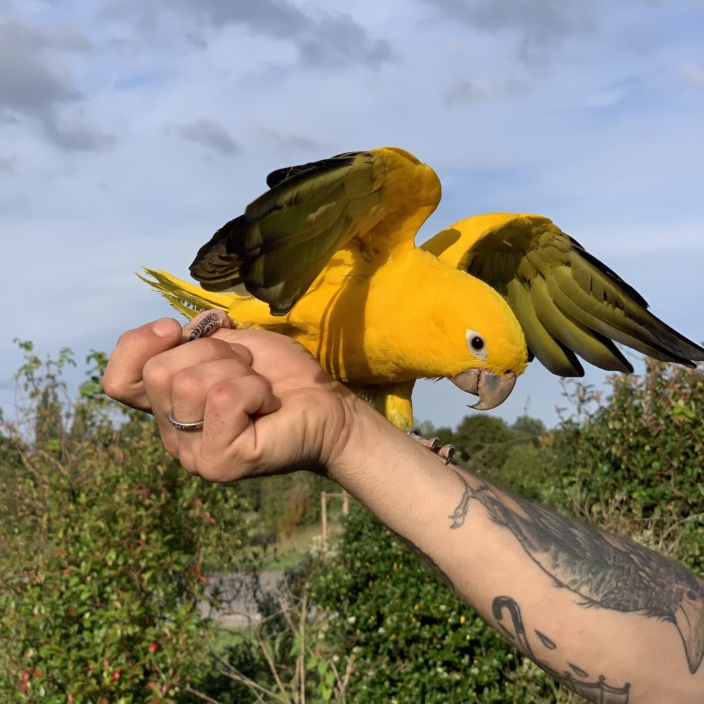 Retour en images sur l'atelier vol libre - Parrot Wildlife Foundation